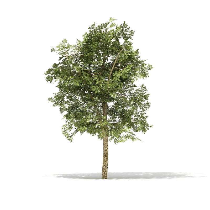 Esche Tree Stock Illustrations – 1 Esche Tree Stock Illustrations ...