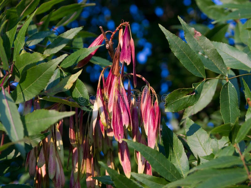 Eschen stockfoto. Bild von blütenstaub, frühling, früchte - 77572018