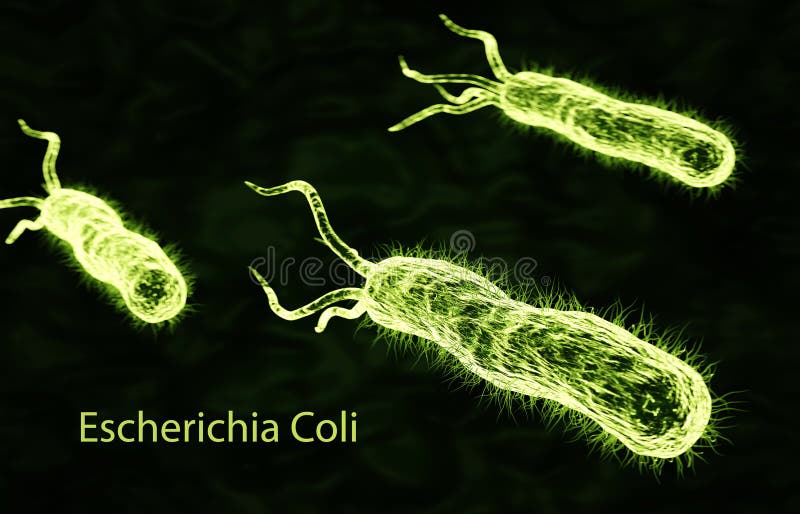 Escherichia Coli Bacteria Cell Stock Illustration - Illustration of ...
