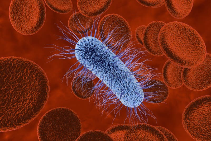What S E Coli Bacteria at Randall Maupin blog