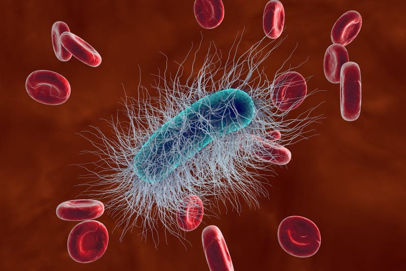 Escherichia coli bacterium stock illustration. Illustration of ...