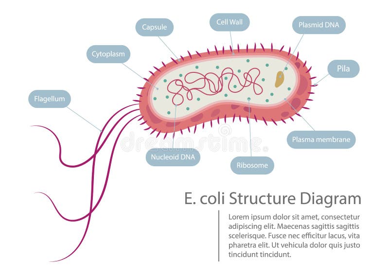 Escherichia Coli bakteria ilustracji. Ilustracja złożonej z biologia ... Escherichia Coli bakteria ilustracji. Ilustracja złożonej z biologia ...
