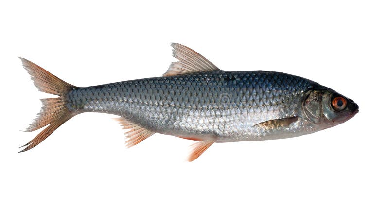 Escoja Aislado En El Escarcho Grande Blanco Imagen de archivo - Imagen ...