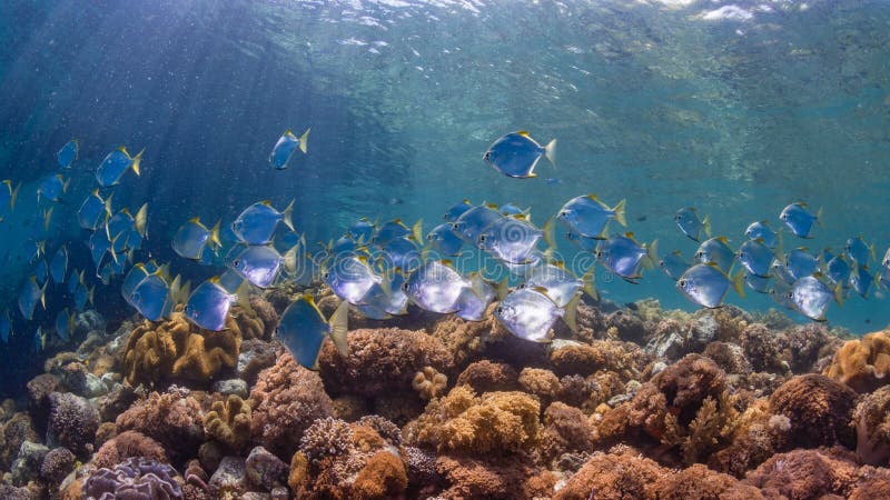 Escola Dos Diamondfish Em Um Recife De Corais Tropical Pristine Imagem ...
