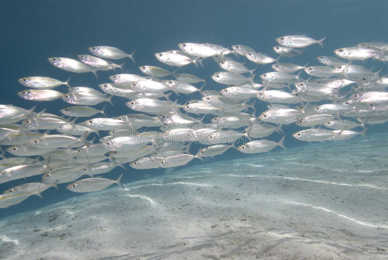 Escola dos peixes de prata foto de stock. Imagem de oceano - 17080314