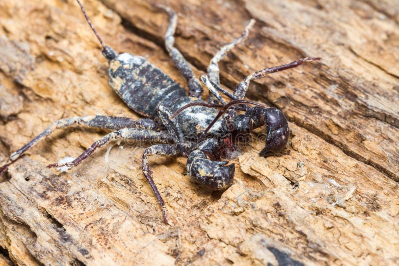 Whip Scorpion Puerto Rico foto de stock. Imagem de américa - 58729780