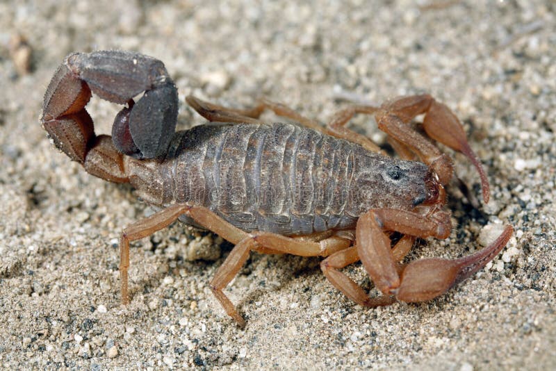 Escorpión foto de archivo. Imagen de arena, desierto - 10183720