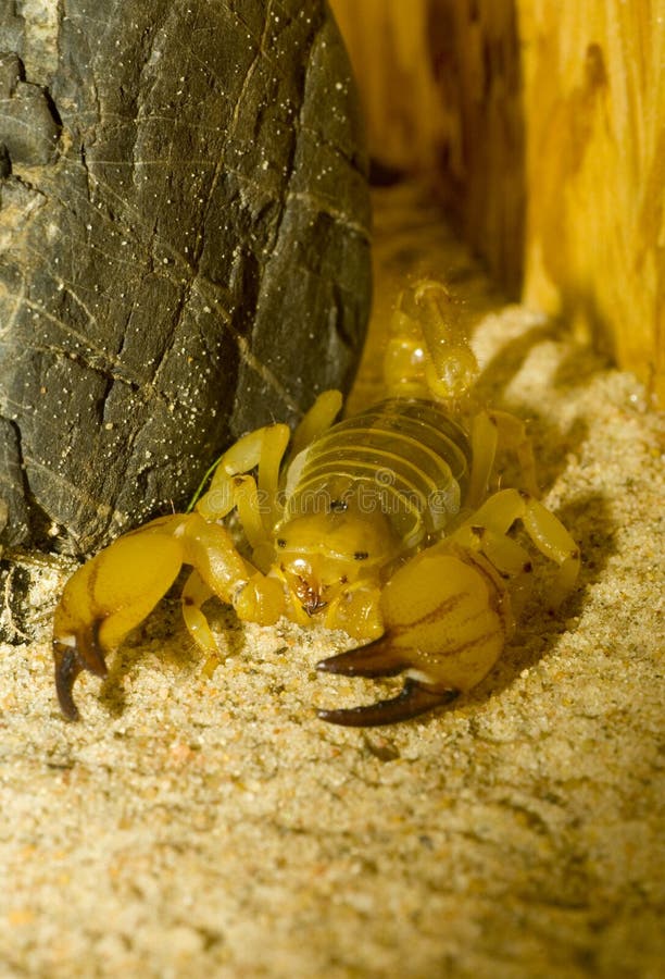 Escorpión De La Corteza De Arizona - Exilicauda De Centruroides (antes ...