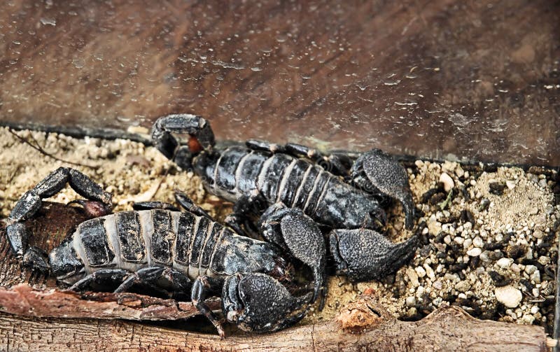 Escorpiones foto de archivo. Imagen de moralidad, pares - 352882