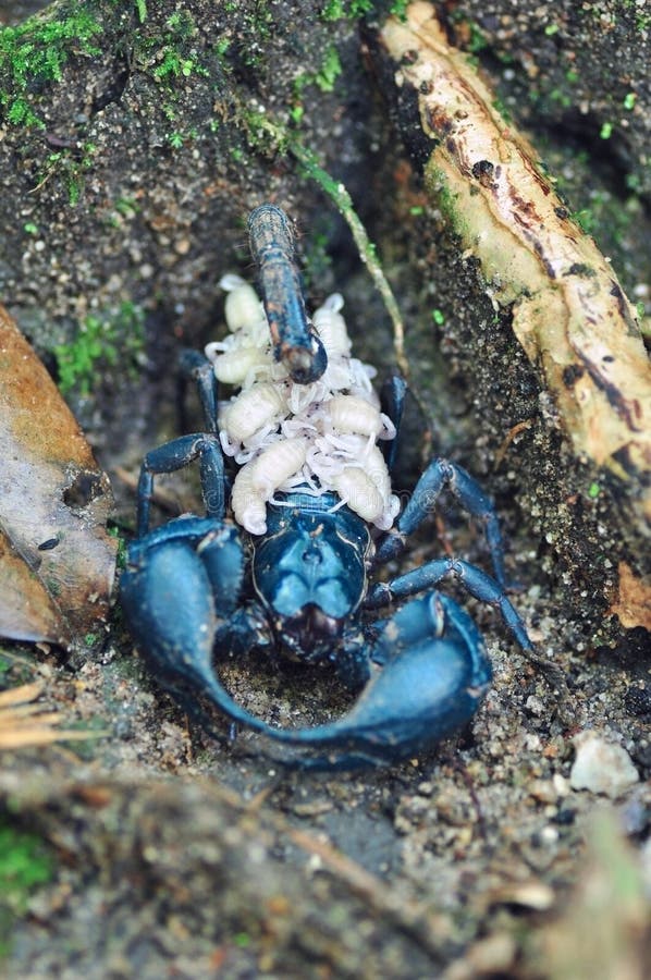 Escorpiones azules imagen de archivo. Imagen de hierba - 65172429