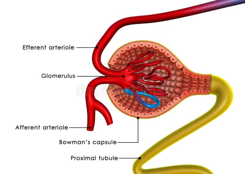 Anatomia Di Nefrone Del Rene, Schema Del Diagramma Dell'illustrazione ...