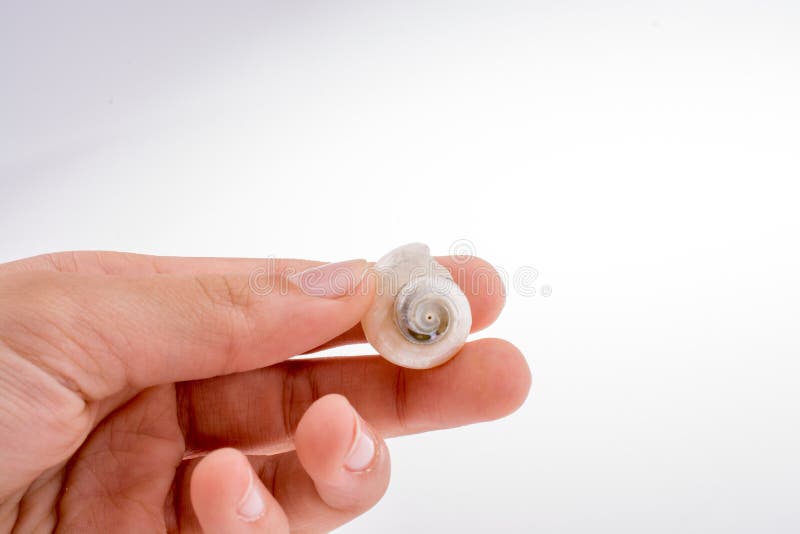 Escudo bonito do mar imagem de stock. Imagem de espiral - 145597587