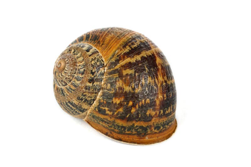 Concha de caracol foto de stock. Imagem de escudos, nave - 1389302