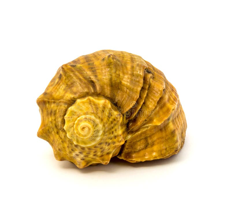 Escudo Do Mar Isolado Em Um Fundo Branco Imagem de Stock - Imagem de ...