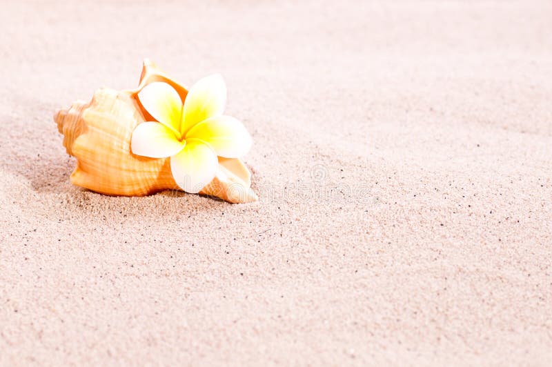 Escudo E Flor Do Mar Na Areia Da Praia Foto de Stock - Imagem de ...