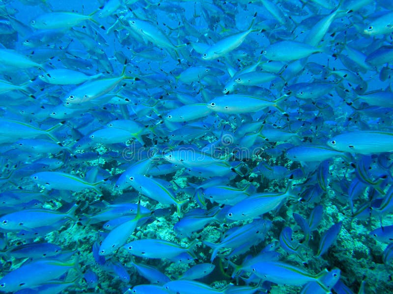 Escuela de Suez Fusilier imagen de archivo. Imagen de florida - 6480291