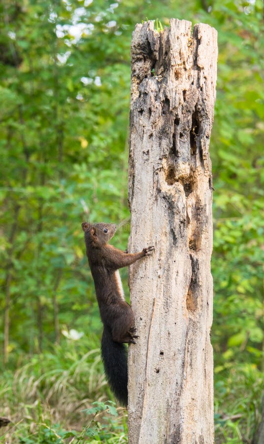 Escuro - Esquilo Vermelho Que Escala Acima Um Log Foto de Stock ...