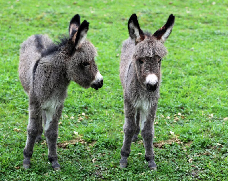 Kleiner Esel stockbild. Bild von tageslicht, haustier - 14043461