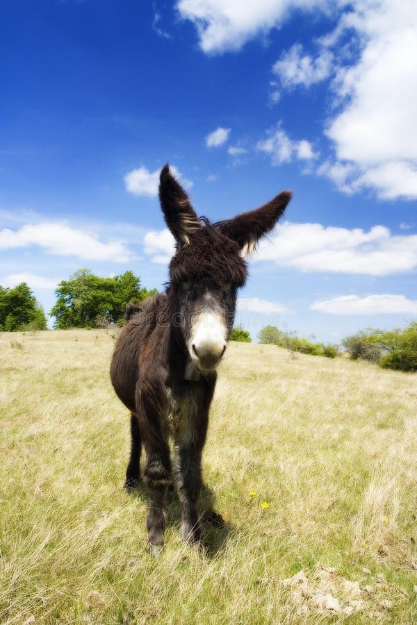 Esel stockbild. Bild von esel, alleine, tier, einsam, haarig - 2472887