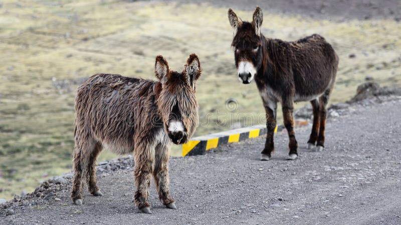 Esel stockbild. Bild von bauernhof, maultier, landwirtschaft - 60689423