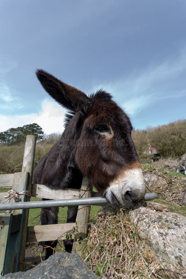 Esel Lachen Archivbilder - Abgabe des Download-278 geben Fotos frei