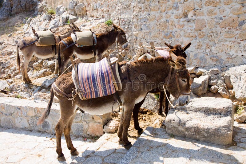 Esel stockfoto. Bild von zackig, tier, pferd, zaun, grün - 88984980