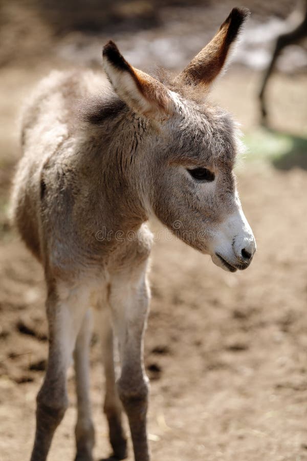 Esel Lachen Archivbilder - Abgabe des Download-278 geben Fotos frei