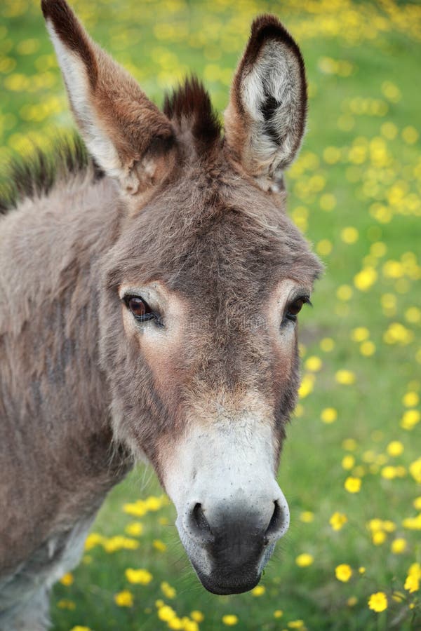 Esel stockbild. Bild von pferd, gesichtsbehandlung, braun - 9681035