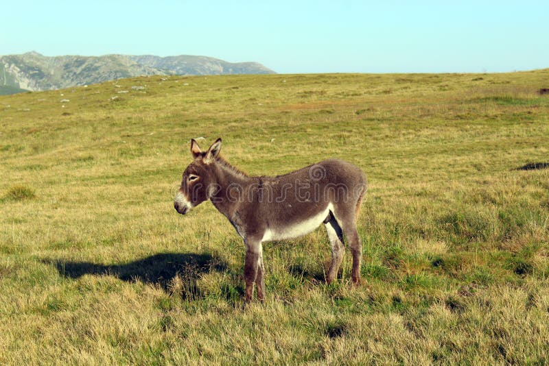 Esel Lachen Archivbilder - Abgabe des Download-278 geben Fotos frei