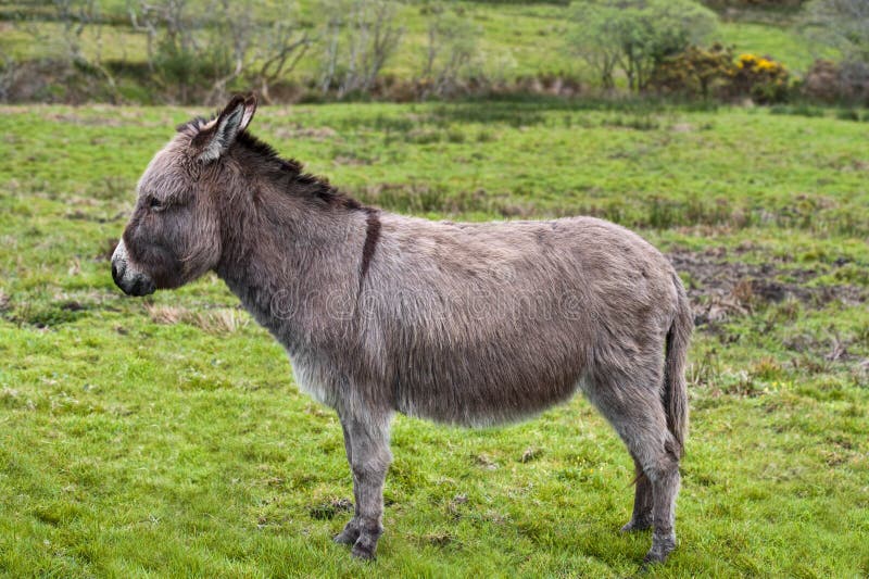 Esel auf Wiese stockfoto. Bild von esel, grau, ikone - 24829844