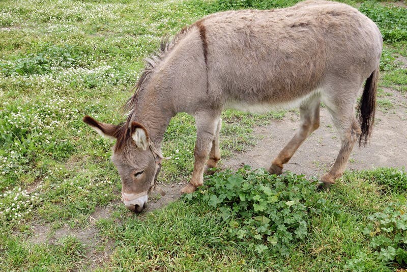 Esel, der Gras isst stockbild. Bild von esel, nave, entzückend - 18846215