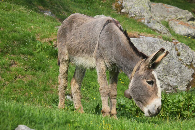 Esel, der Gras isst stockbild. Bild von gras, isst, esel - 121796971