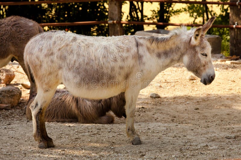 Fetter Esel stockfoto. Bild von esel, alleine, wenig, einzeln - 4677520