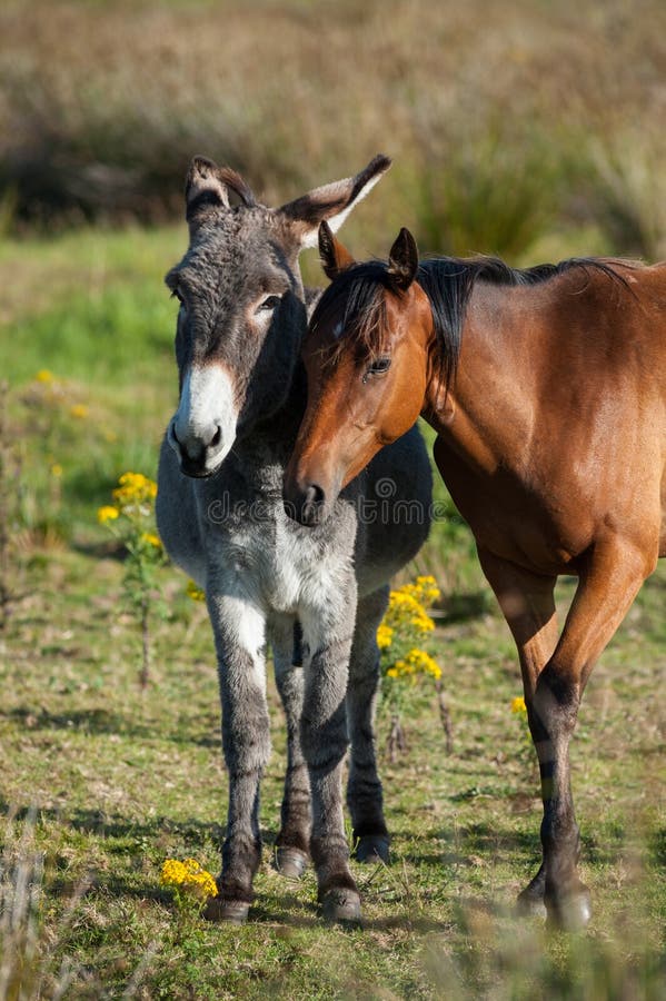 Pferd und Esel stockfoto. Bild von esel, pferd - 58251334