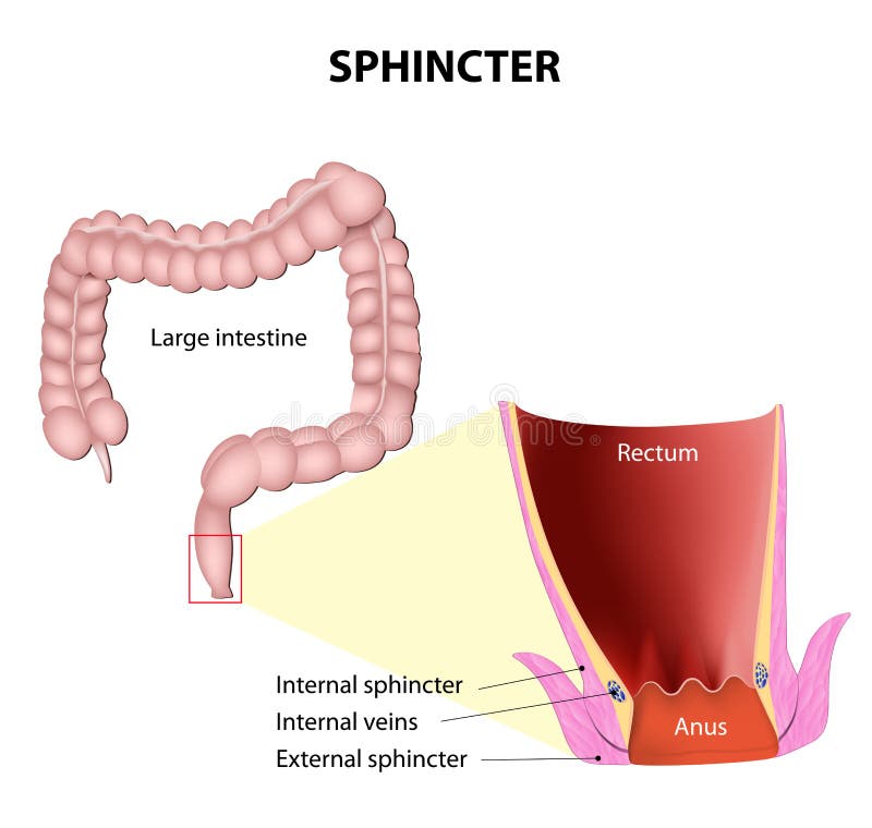 Anatomia Anal Externa Do Músculo Esfíncter Para O Conceito Médico 3d ...