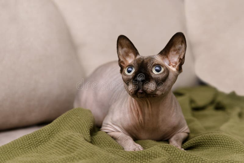 Gato Careca Deitado Em Uma Cadeira Cinzenta Descansando Esfinge ...