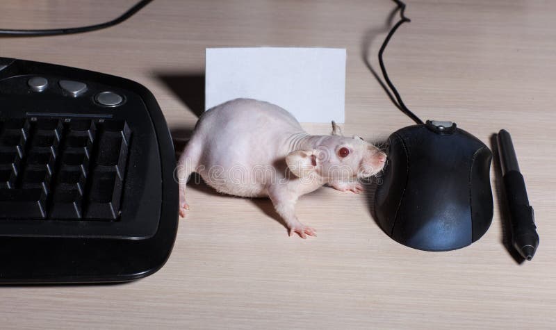 Rata calva de la esfinge imagen de archivo. Imagen de mullido - 77933117