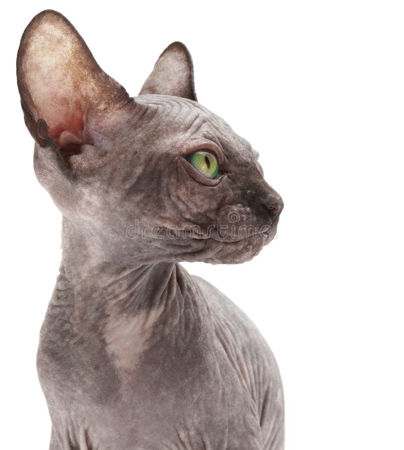 Gato De La Esfinge Que Mira La Cámara Imagen de archivo - Imagen de ...