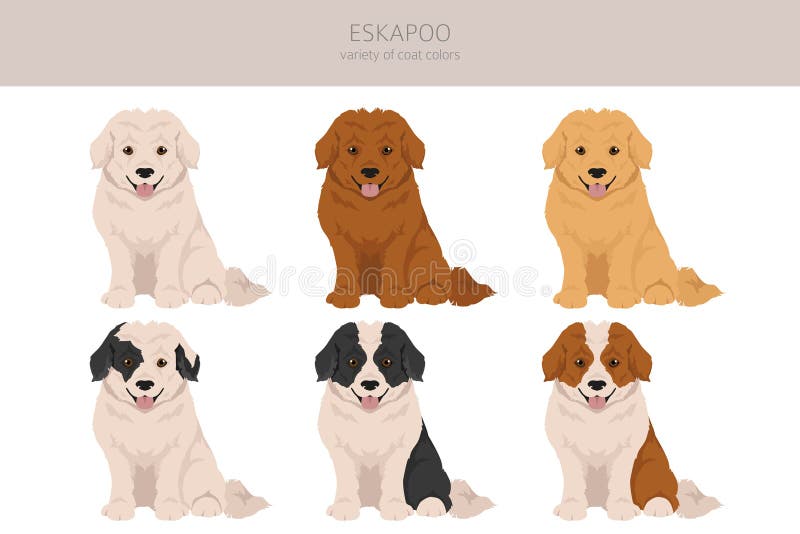 Eskapoo Clipart. Eskimo Dog Poodle Mix Stock Vector - Illustration of ...