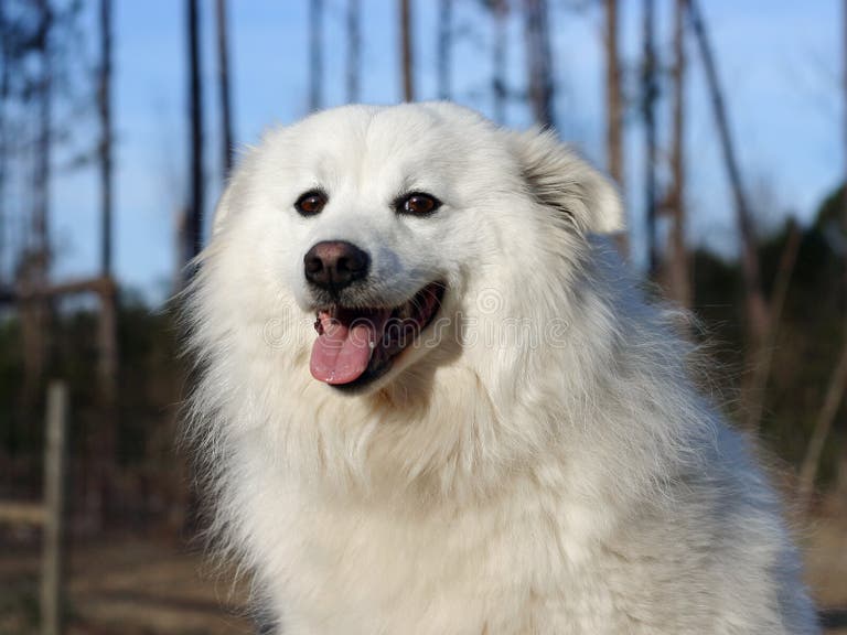 Eskie stock photo. Image of domestic, hound, purebred, pose - 883640