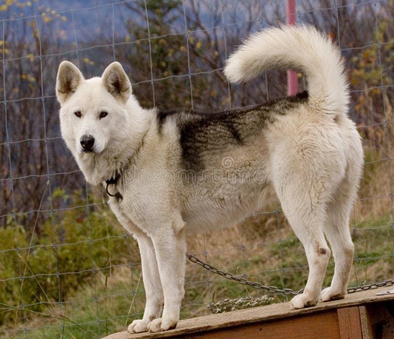 Eskimo Dog stock photo. Image of eskimo, stand, canada - 3483002