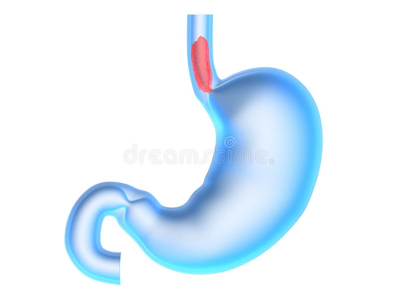 Esophagus stock illustration. Illustration of esophagus - 37924868