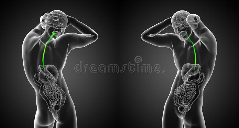 Esophagus stock illustration. Illustration of throat - 88910607