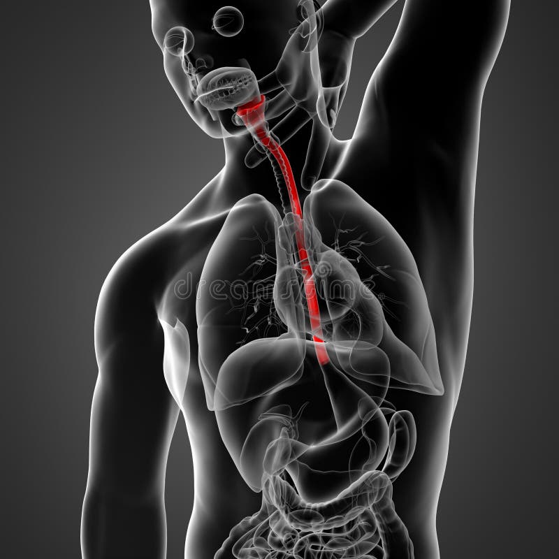 Esophagus stock illustration. Illustration of esophagus - 37924868