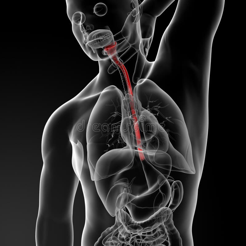 Esophagus stock illustration. Illustration of esophagus - 37924868