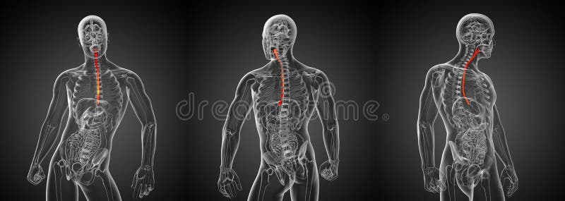 Esophagus stock illustration. Illustration of esophagus - 88903893