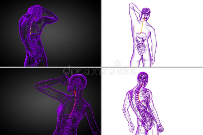 Esophagus stock illustration. Illustration of esophagus - 88904715