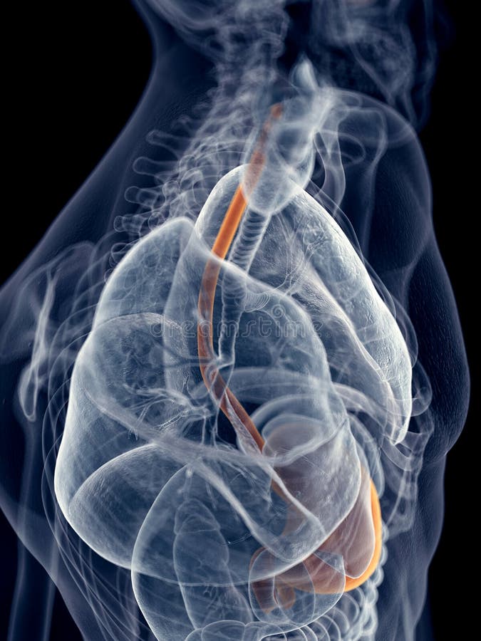 Esophagus stock illustration. Illustration of human, stomach - 11898365
