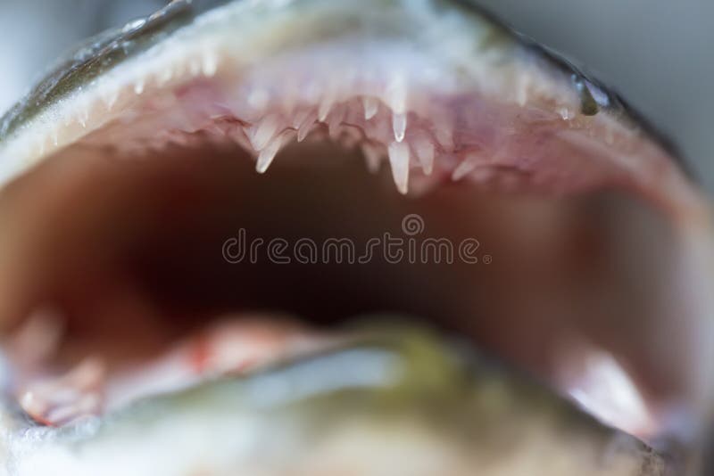 Esox Lucius - Pike Fish Mouth and Teeth Close Up Stock Photo - Image of ...