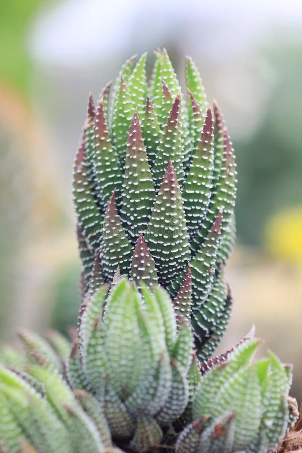 Espèce de cactus image stock. Image du nature, blanc - 15547321